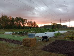 Williamsburg Community Growers - Volunteer on the Farm! - Williamsburg ...